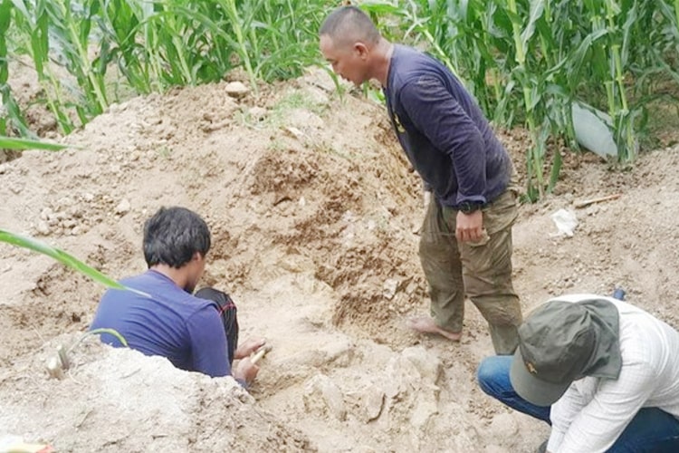 Fosil Gajah Purba Elephas Ditemukan di Kudus, Kondisinya Hampir Utuh